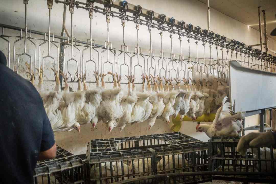 El pollo Halal de Venezuela se produce en Guacara – Multienfoques 360